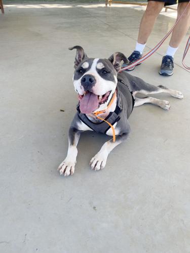 Blount County Animal Center Dog of the Week: Hank | News ...