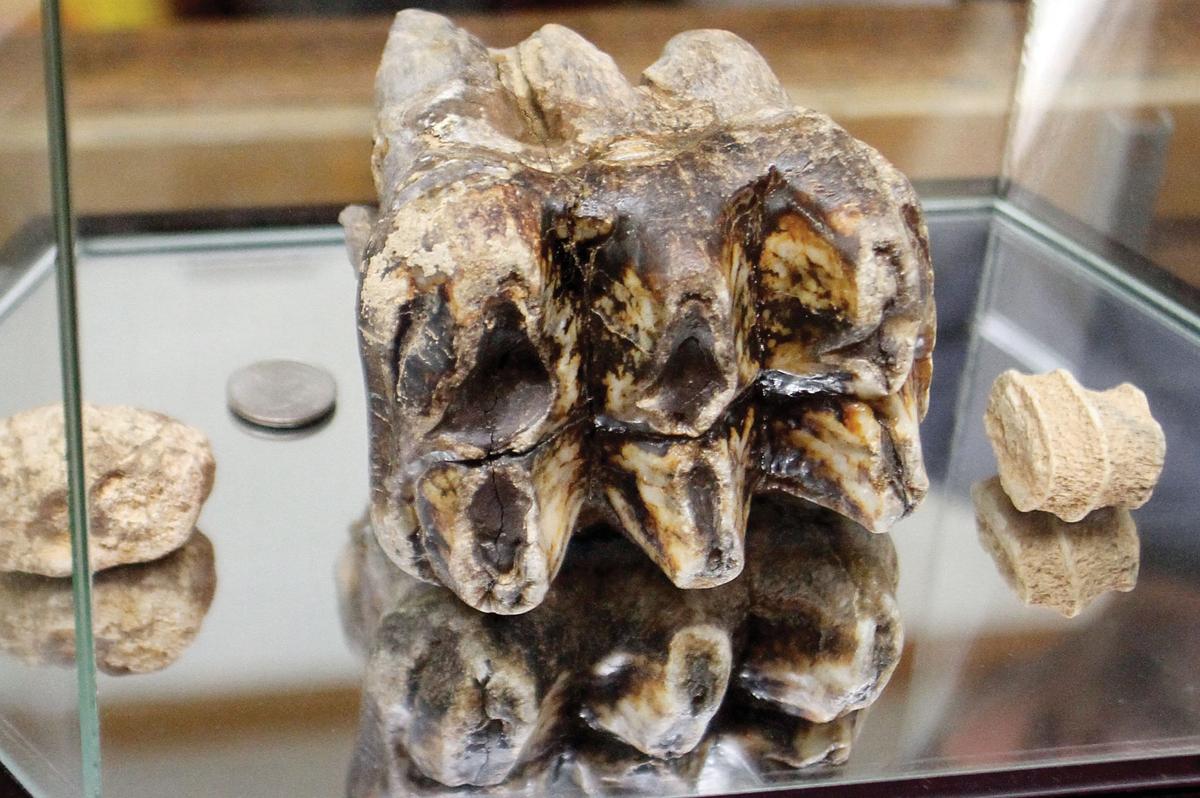 Mastodon tooth found in Tuckaleechee Caverns, now on display | News ...
