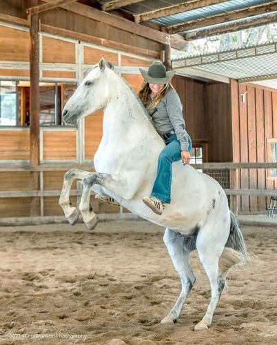 Successful horse trainer holding sessions in Walland | Community ...