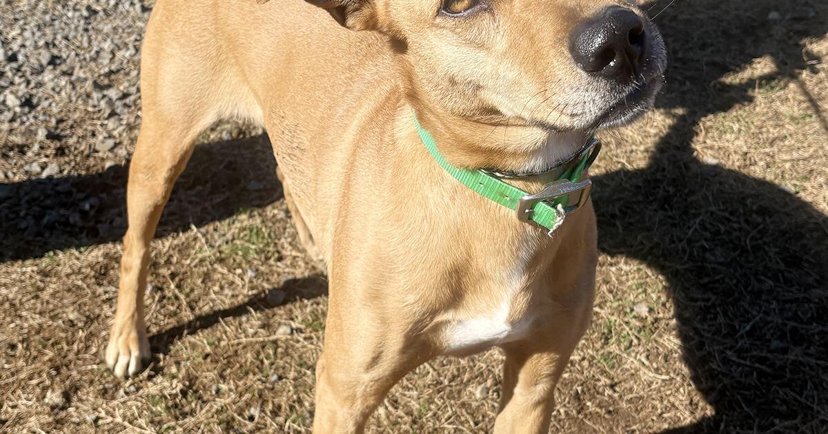 Blount County Animal Center Dog of the Week: Tilly | News ...
