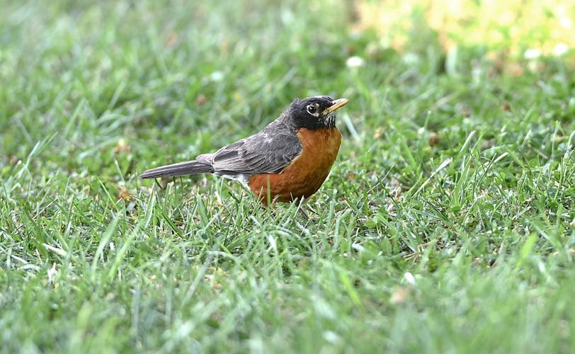 Bird watching: TWRA says no confirmed cases of songbird illness in ...