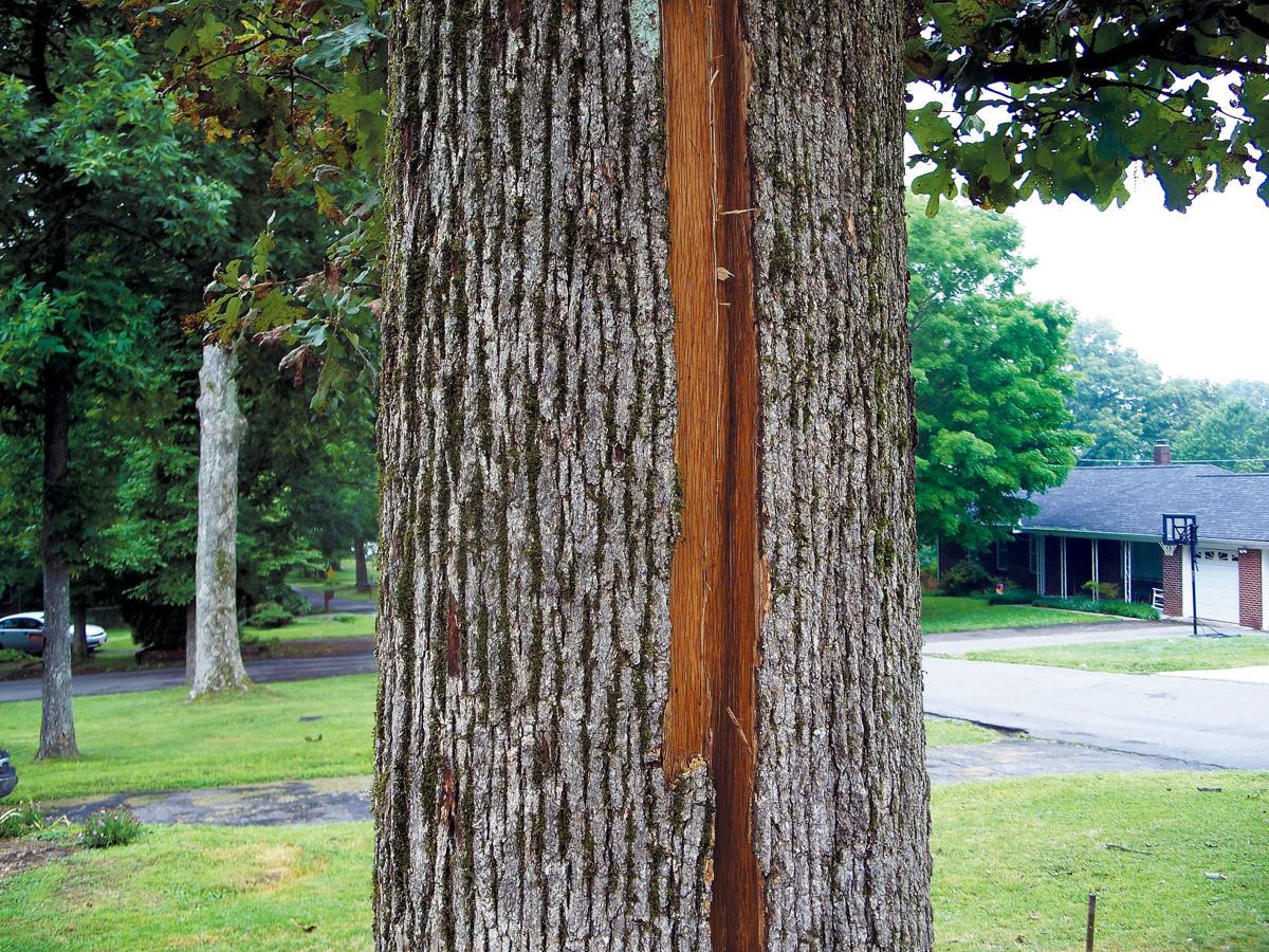 Lightning strike splits bark from tree | News | thedailytimes.com