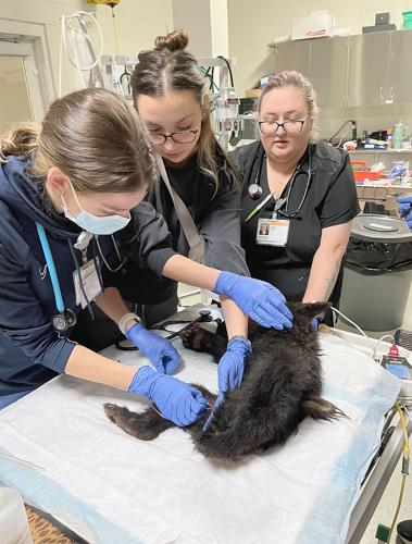 Emaciated bear arrives at Appalachian Bear Rescue in new Land Rover ...