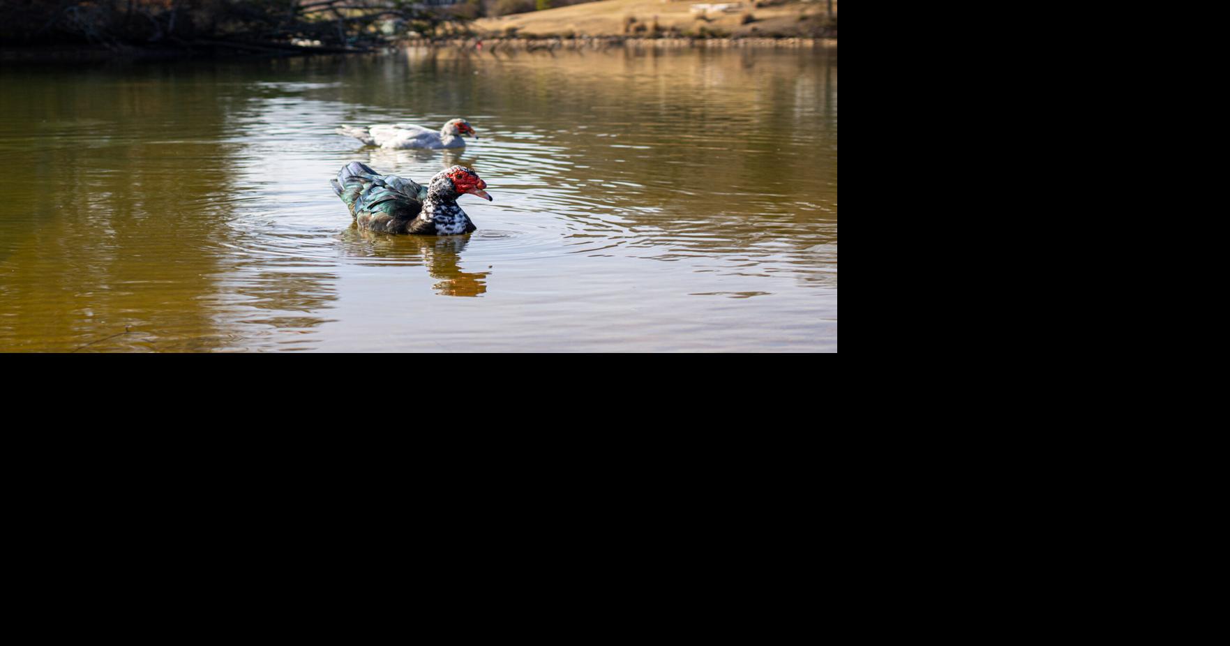 Fishing for litter: ECCA fishing team cleans up George's Creek | News ...