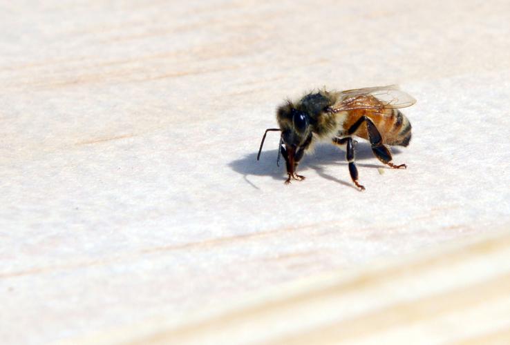 Bee boxes: Smokey Ridge Apiaries selling starters for hives | News ...