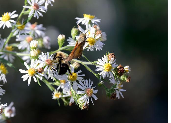 Eagleton Middle School students explore biodiversity on campus with ...