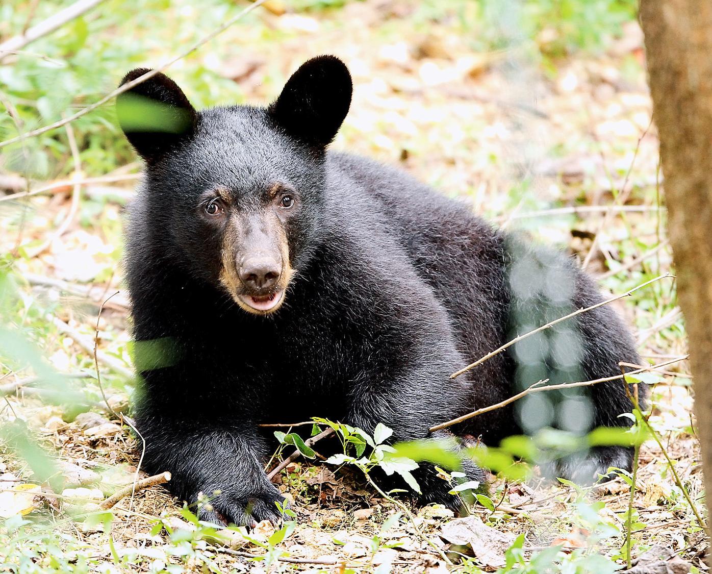 Winter Guests Louisiana Black Bear Cubs To Den At ABR As One Continues winter-guests-louisiana-black-bear-cubs-to-den-at-abr-as-one-continues