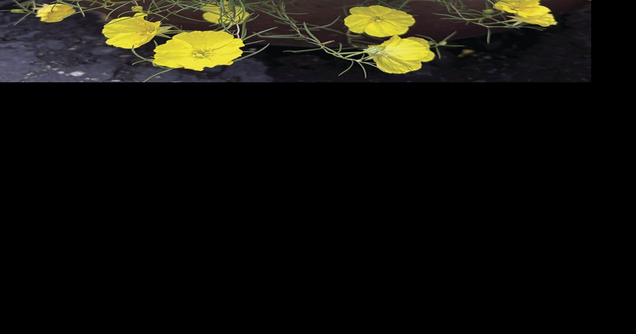 Grow some sunshine in your garden with Calylophus | Community ...