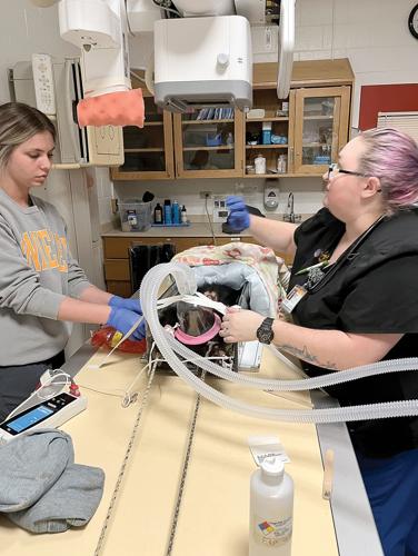 Emaciated bear arrives at Appalachian Bear Rescue in new Land Rover ...