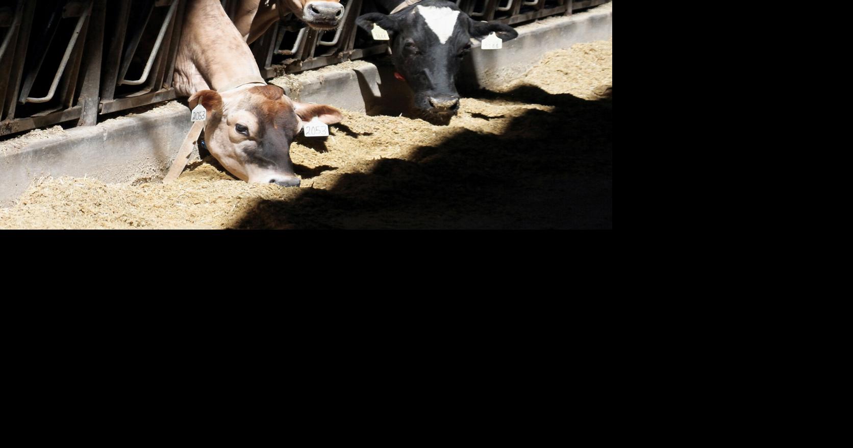 University of Tennessee unveils new robotic milking system at Walland ...