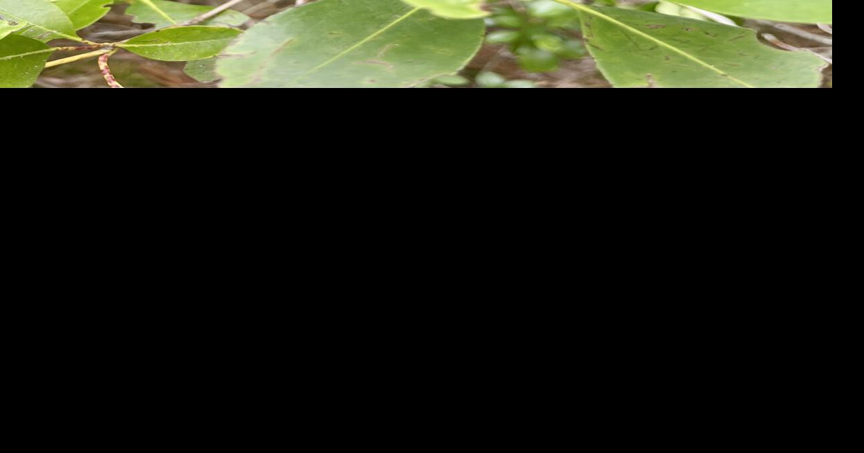 Great Smoky Mountains Institute at Tremont: Nature observation of the ...