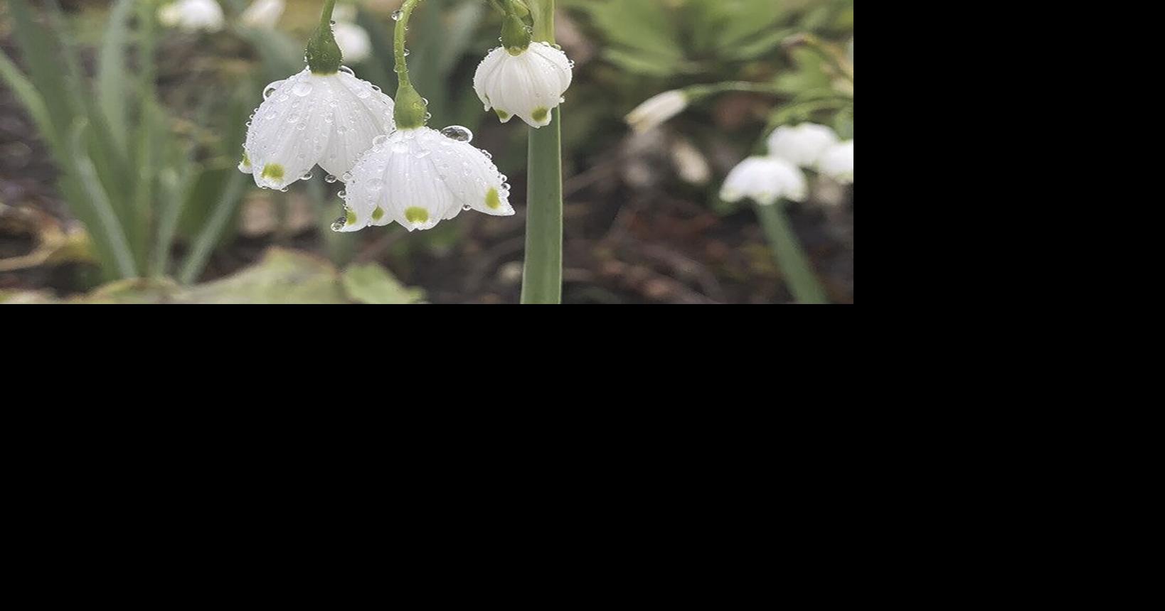 Leucojum shines as lesser-known spring showstopper | Community ...