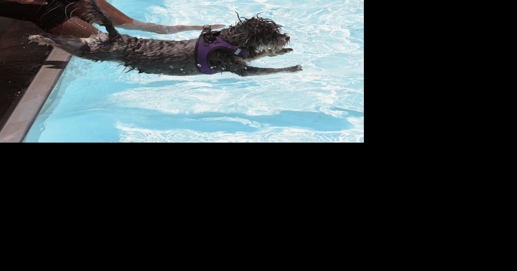 Paws in the Pool | | thedailytimes.com