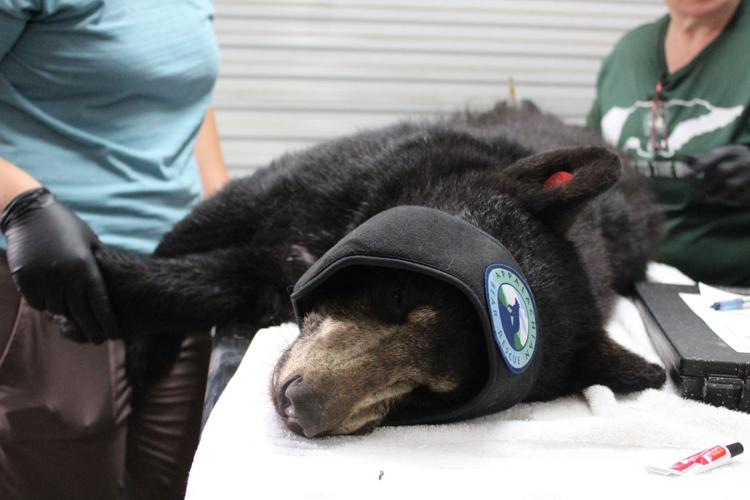 Hartley goes home: Appalachian Bear Rescue returns black bear to wild ...