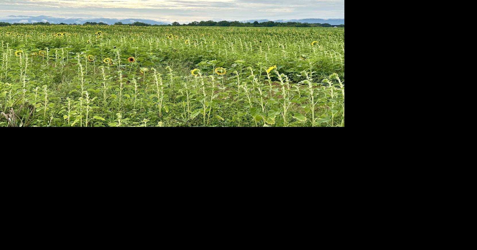Here come the sunflowers: Forster's field alive again with nature's ...