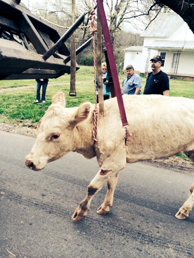 Cow rescued by Blount County Rescue Squad, Blount County firefighters ...