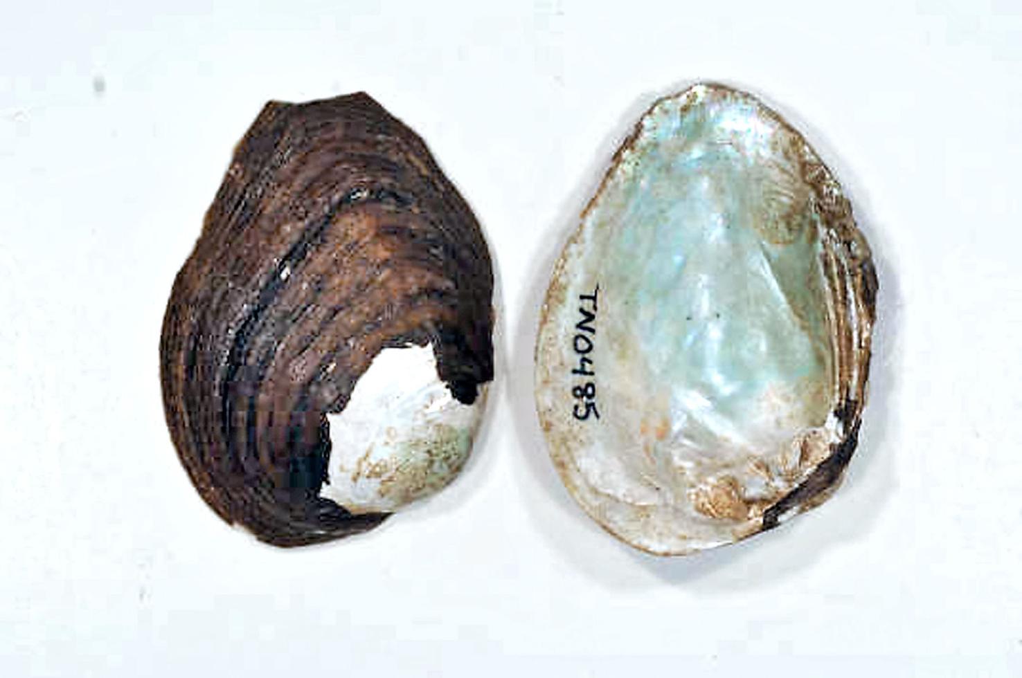 Building mussels: Fine-rayed pigtoe an endangered freshwater mollusk at ...