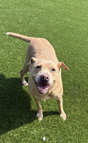 Maryville Alcoa Animal Rescue Center Dog of the Week: Peanut | News ...