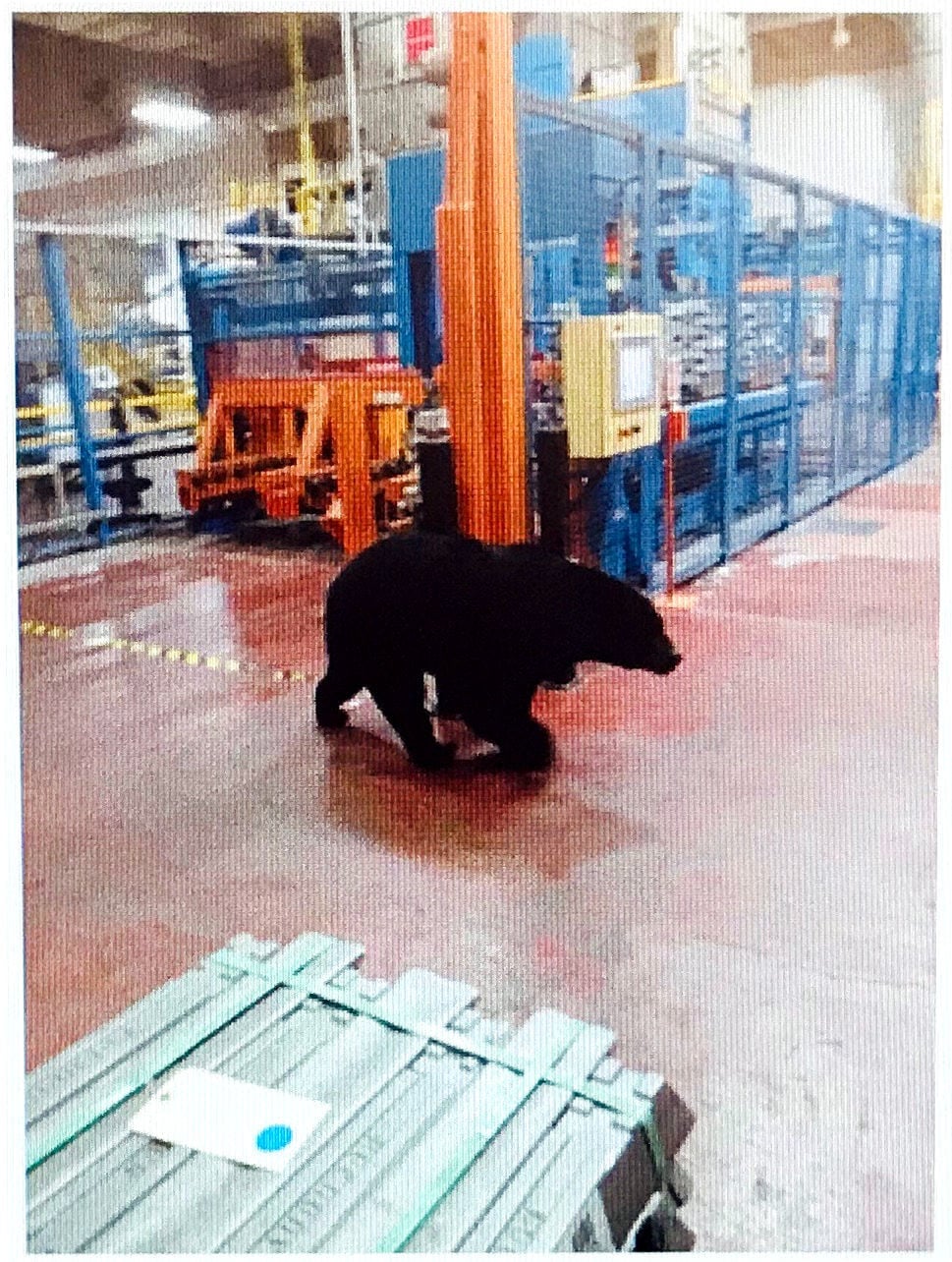 Bear wanders into DENSO Maryville plant | News | thedailytimes.com