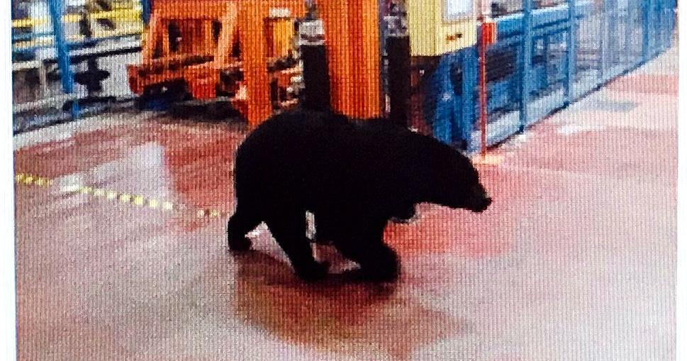 Bear wanders into DENSO Maryville plant | News | thedailytimes.com