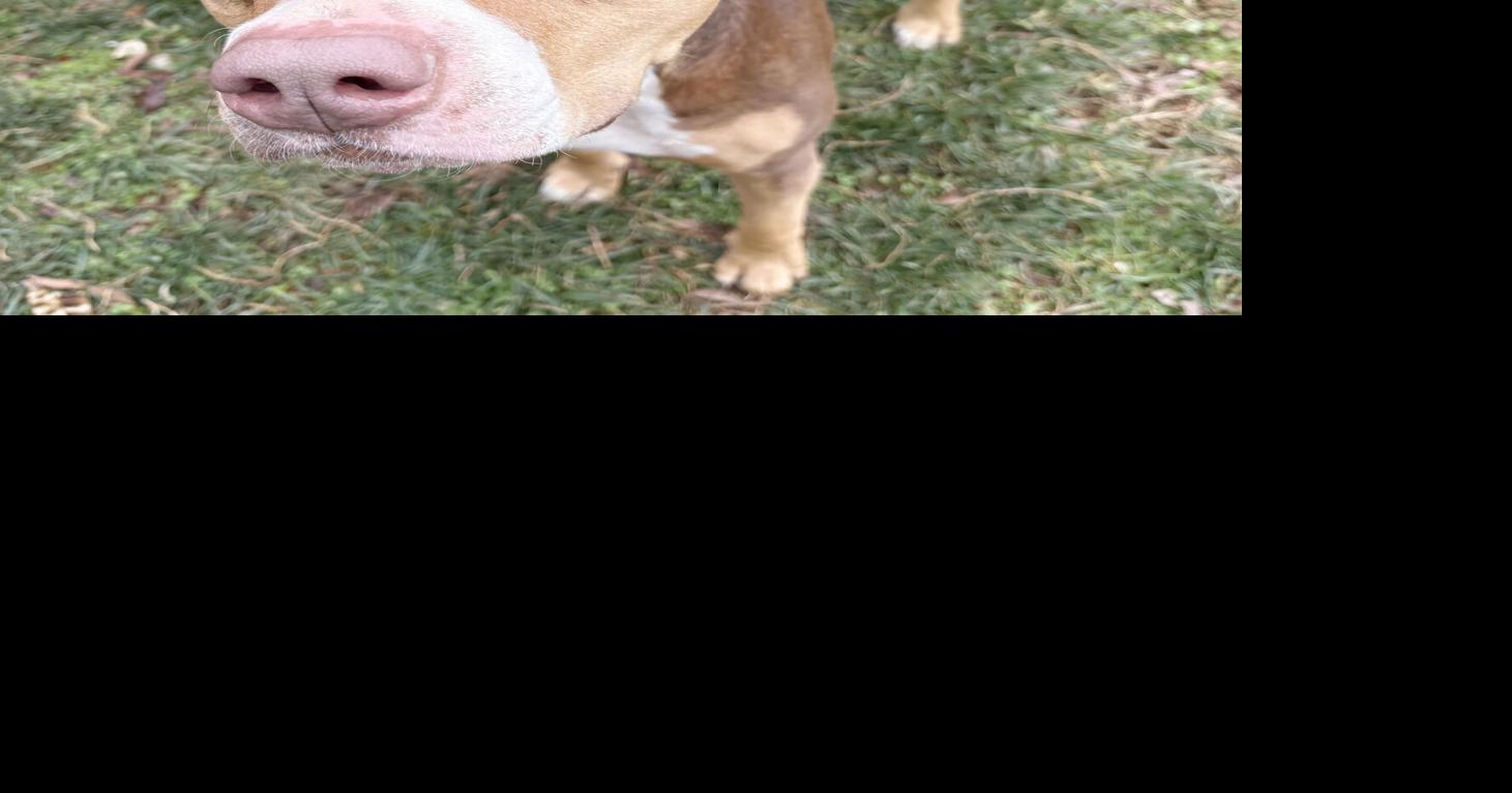 Maryville Alcoa Animal Rescue Center Dog of the Week: Everest | News ...