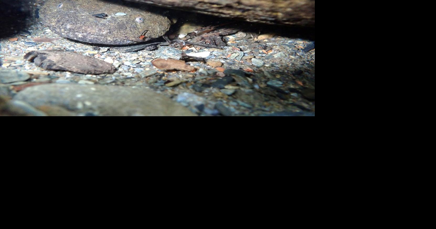 Great Smoky Mountains Institute at Tremont: Nature observation of the ...