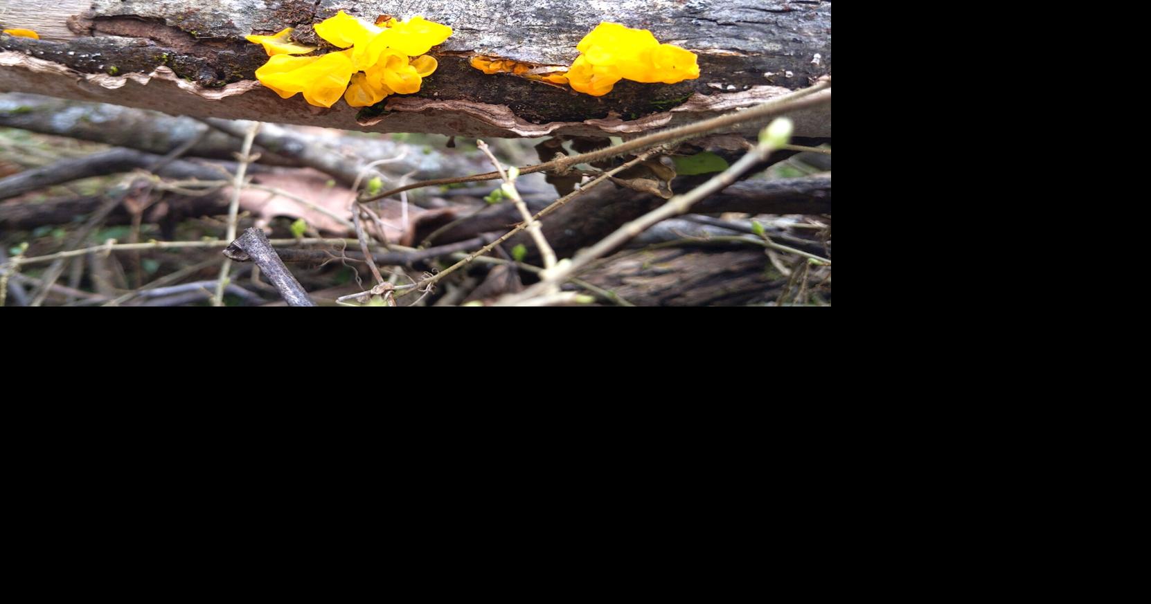 Great Smoky Mountains Institute at Tremont: Nature observation of the ...