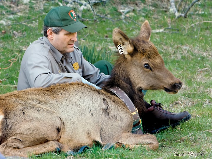 Kim DeLozier recalls 32 years of interaction with Park wildlife | News ...