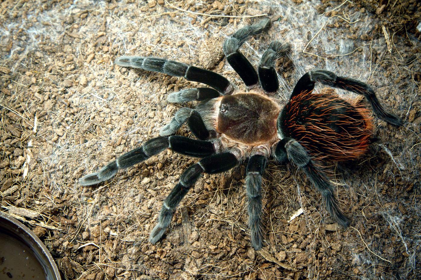 Tremont teacher gains appreciation for 'amazing' spiders | News ...