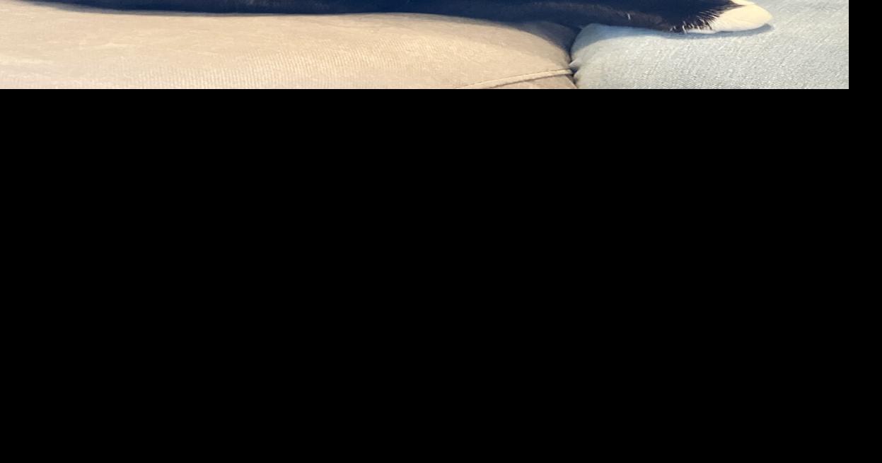 Pet blessings abound: Rector Amy Bradley has personal story of animal ...