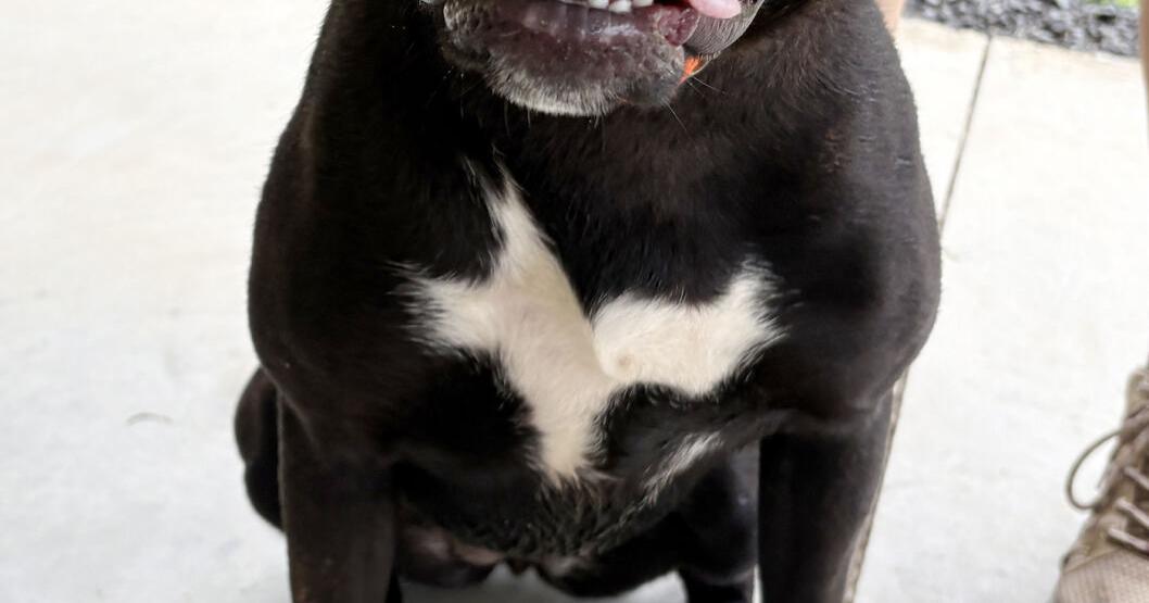 Blount County Animal Center Dog of the Week: Vera | News ...