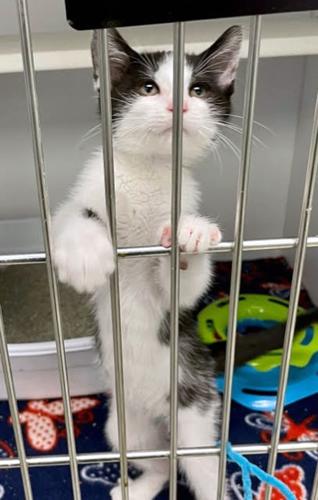 No room at the inn: Blount County Animal Center full, needs people to ...