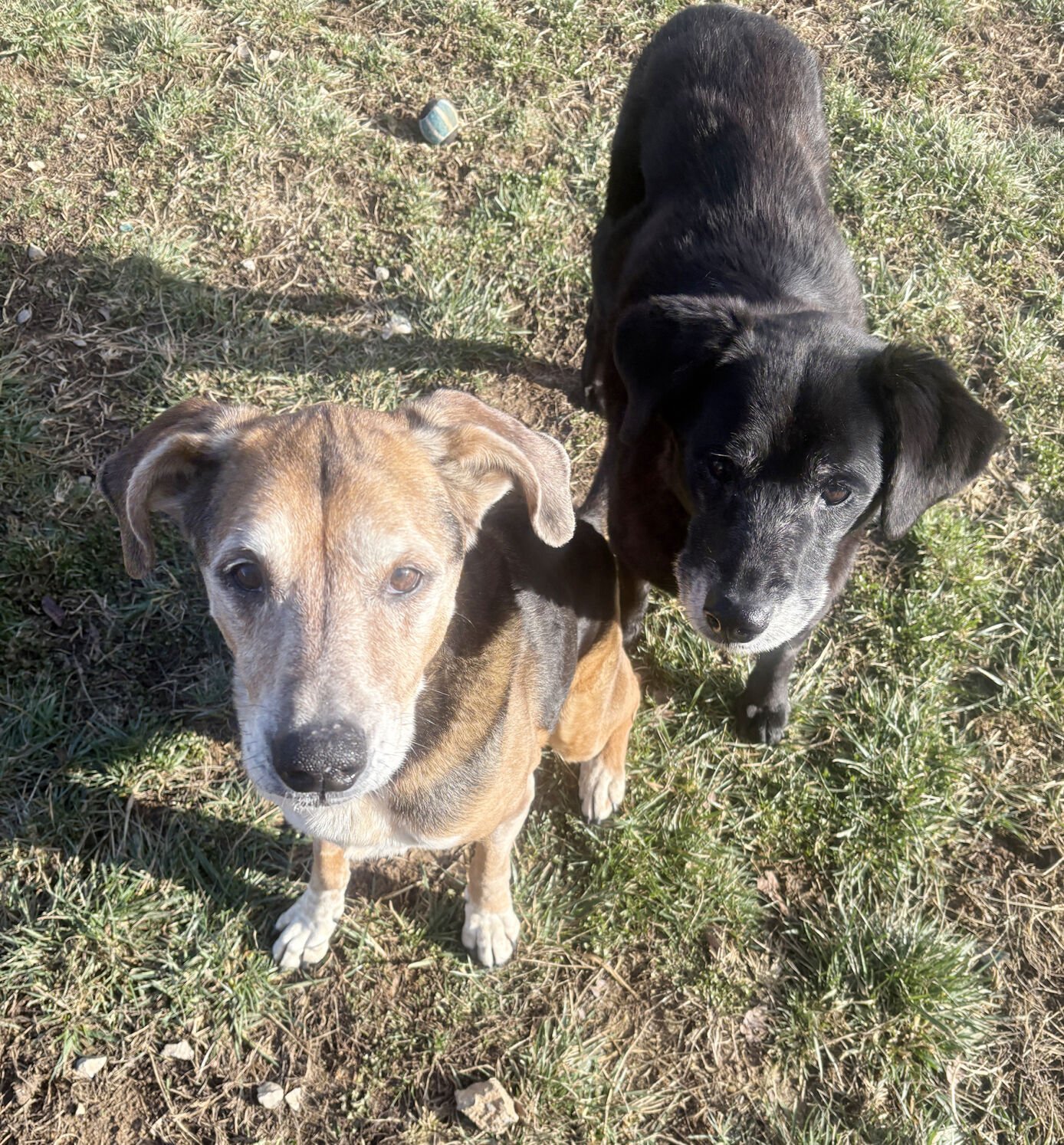 Maryville Alcoa Animal Rescue Center Dogs of the Week: Red & Kitty ...