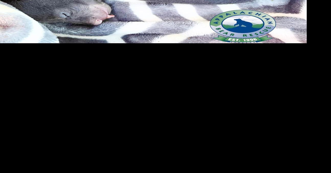 Last neonate cub dies hours before she would have been taken to foster ...