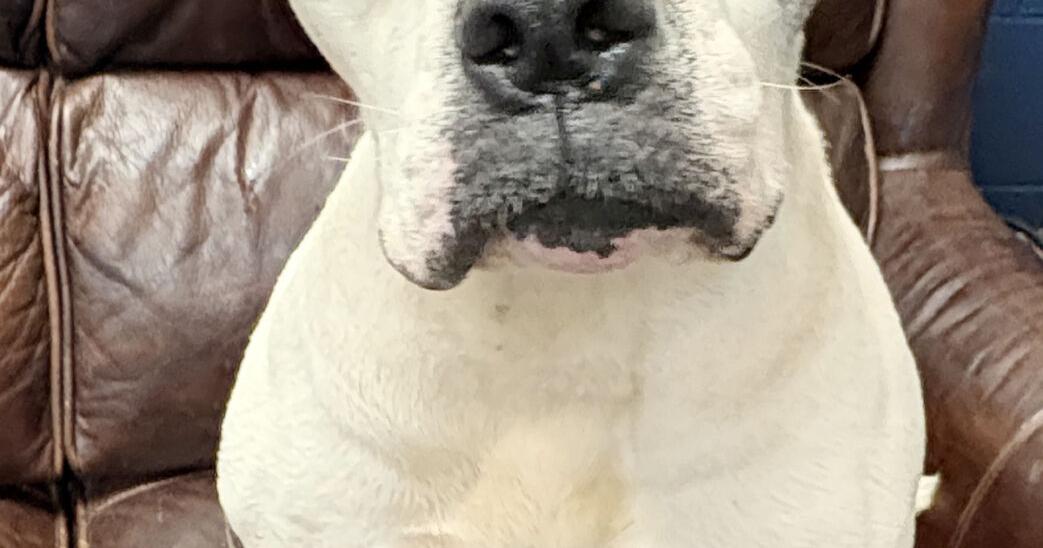 Maryville Alcoa Animal Rescue Center Dog of the Week: Nala | News ...