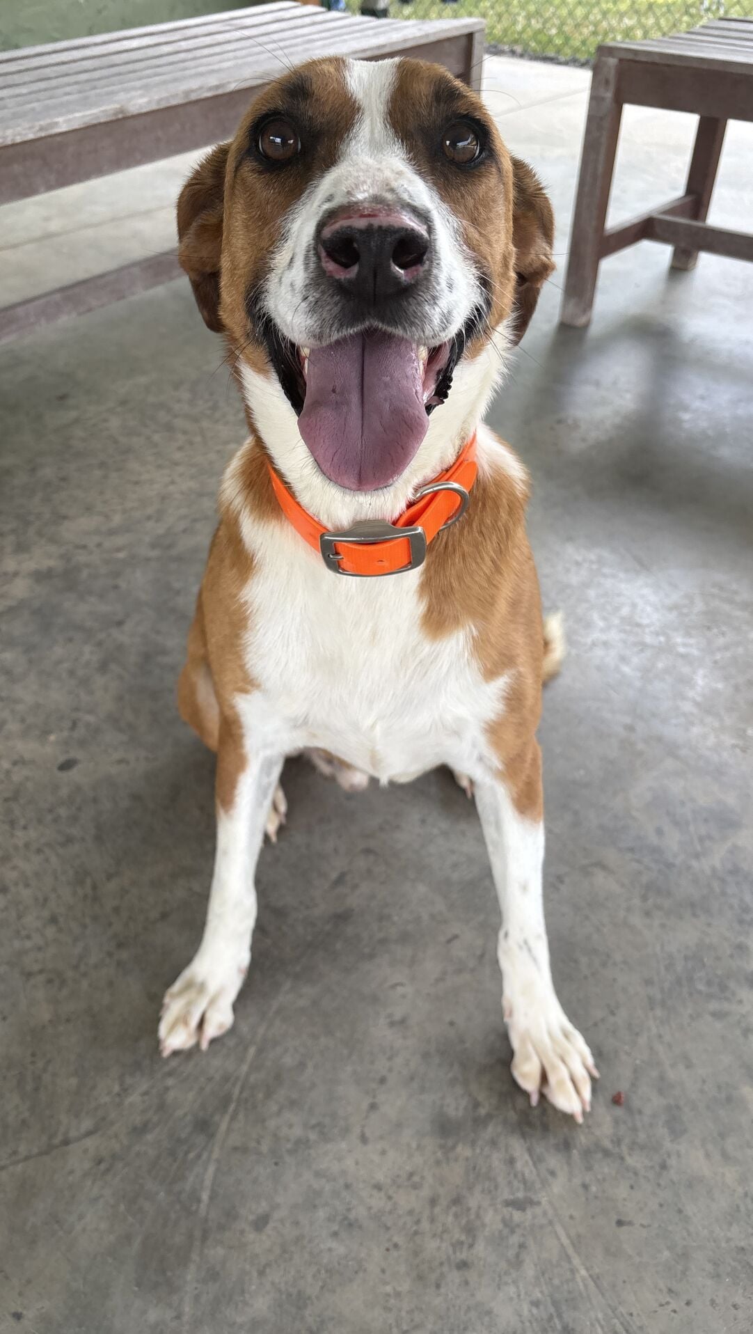 Blount County Animal Center Dog of the Week: Beowoof | News ...
