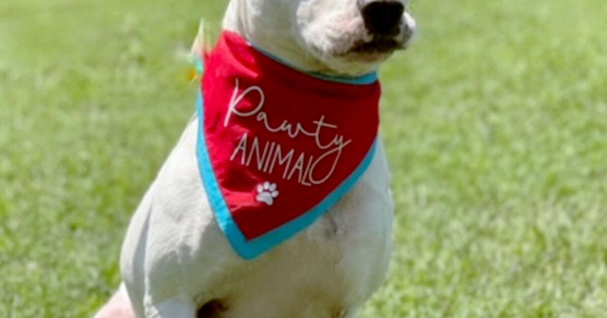 Community support: Animal shelter seeks adopters, fosters due to ...