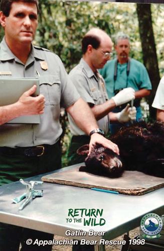 Bear expertise; Kim DeLozier named leader of BearWild | News ...