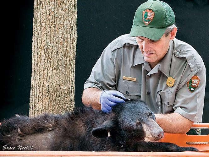 Bear expertise; Kim DeLozier named leader of BearWild | News ...
