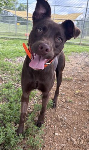 Blount County Animal Center Dog of the Week: Aspen | News ...