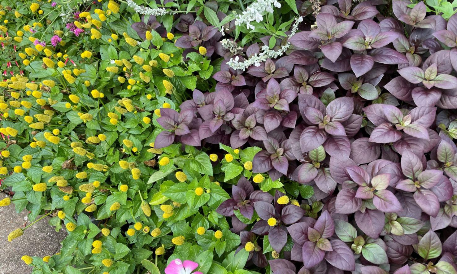 Spilanthes: A little herb with a big bite | Community | thedailytimes.com