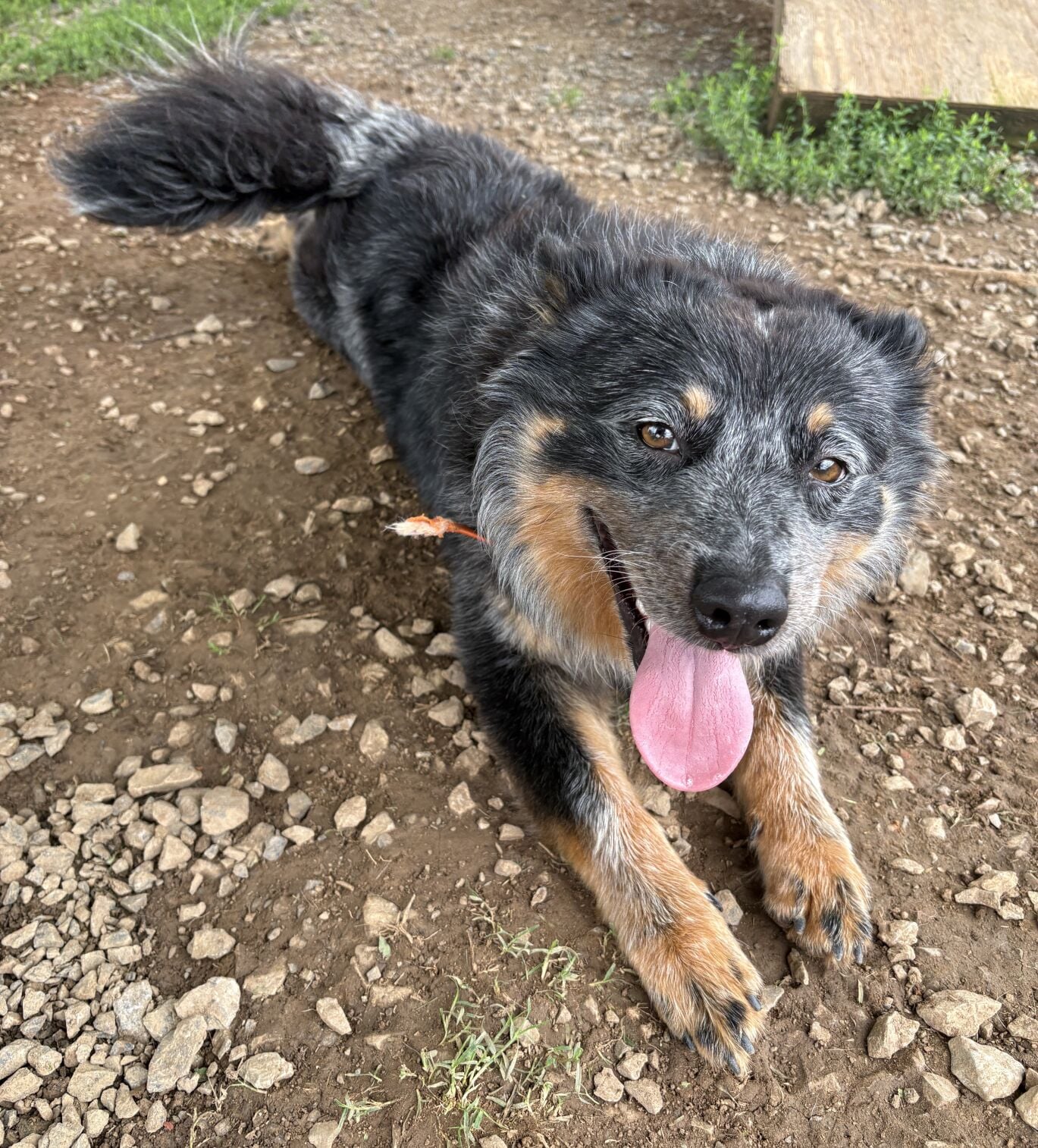 Blount County Animal Center Dog of the Week: Chewy | News ...