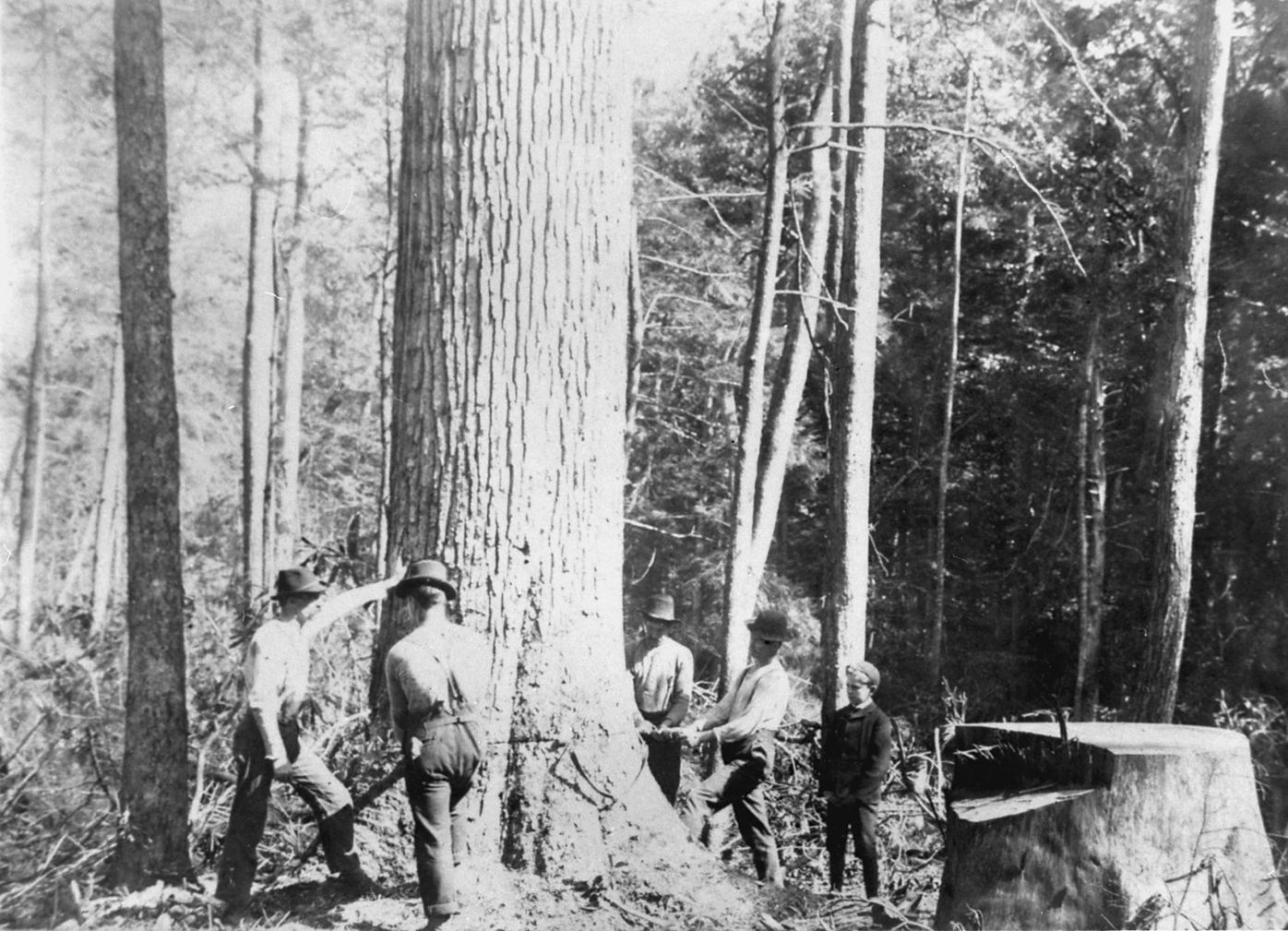 Little River Railroad and Lumber Company Museum preserves Townsend's ...