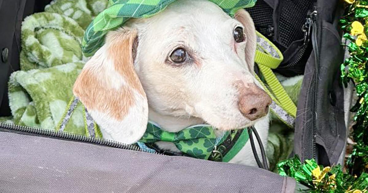 Blount County celebrates St. Patrick's Day | News | thedailytimes.com
