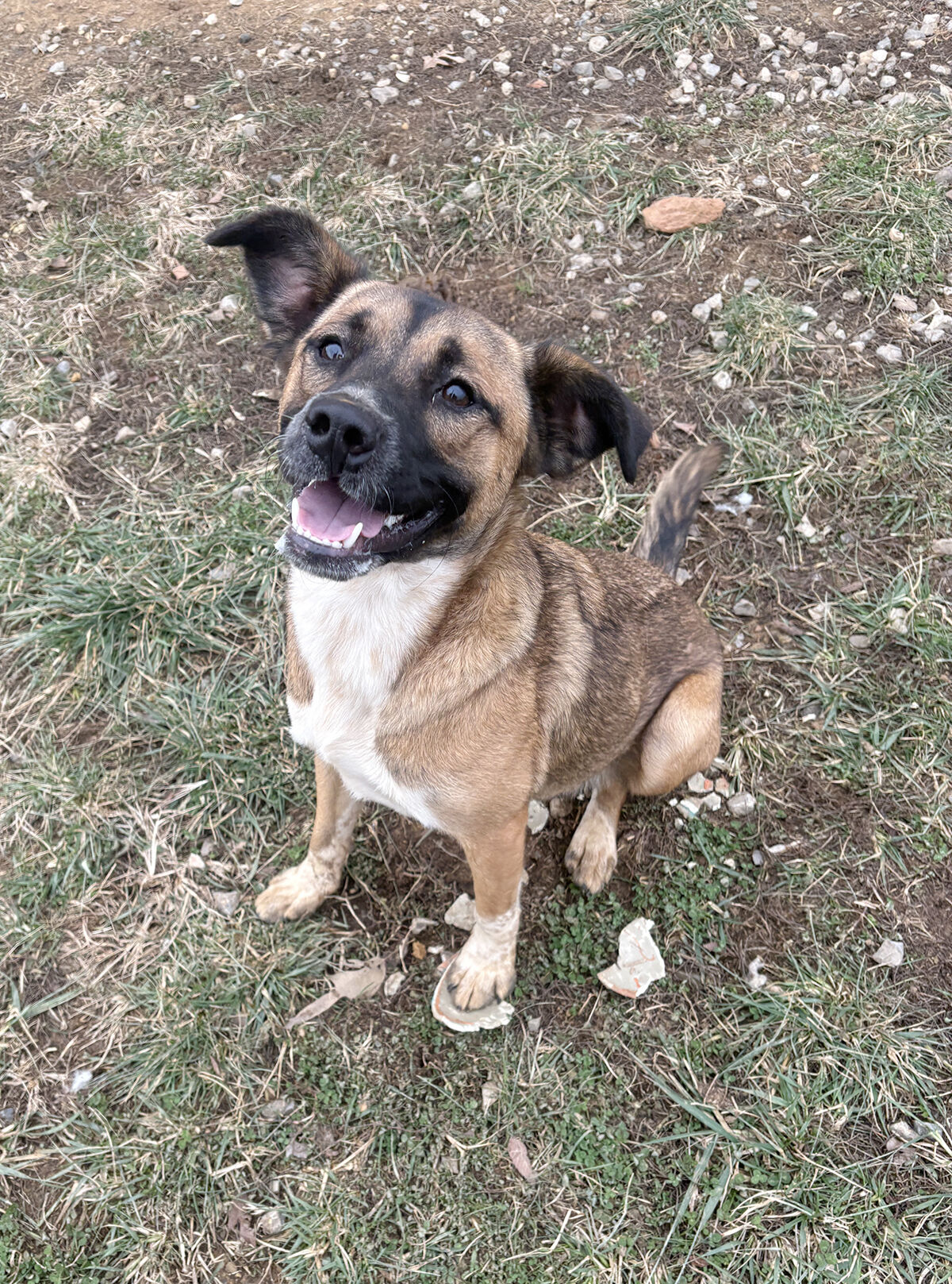 Maryville Alcoa Animal Rescue Center Dog of the Week: Bailey | News ...