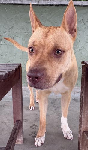 Blount Count Animal Center Dog of the Week: Creed | News ...