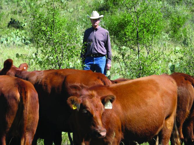 Handle with care: Benefits of good stockmanship and low-stress handling