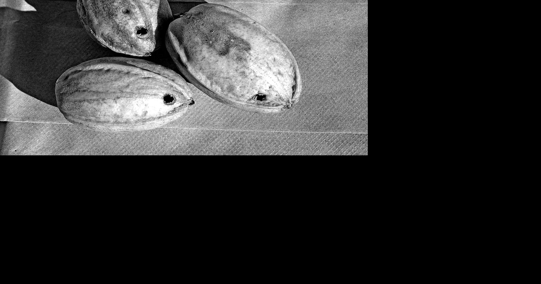 Pecan weevils' range growing warns AgriLife Extension expert