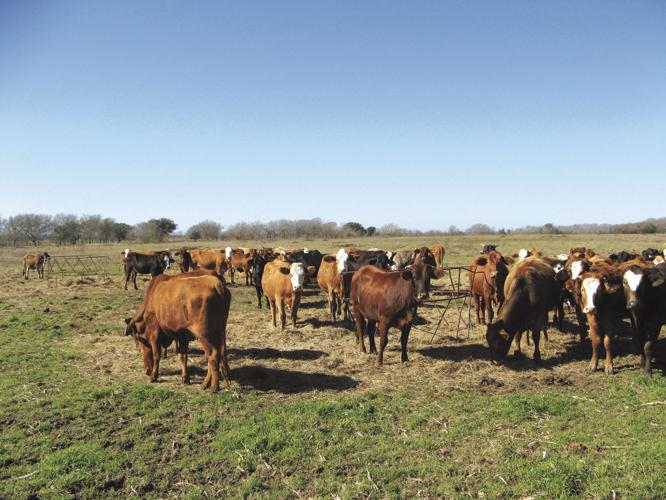 Keeping your cattle healthy: Development of a herd-health plan