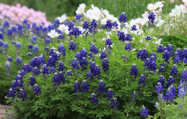 Lady Bird Johnson bluebonnet 'outstanding plant'